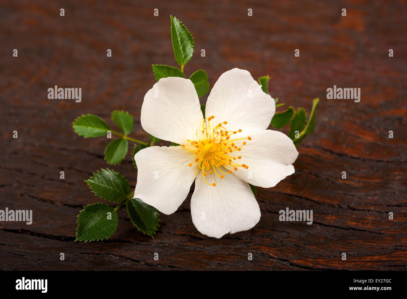 White dog rose hi-res stock photography and images - Alamy