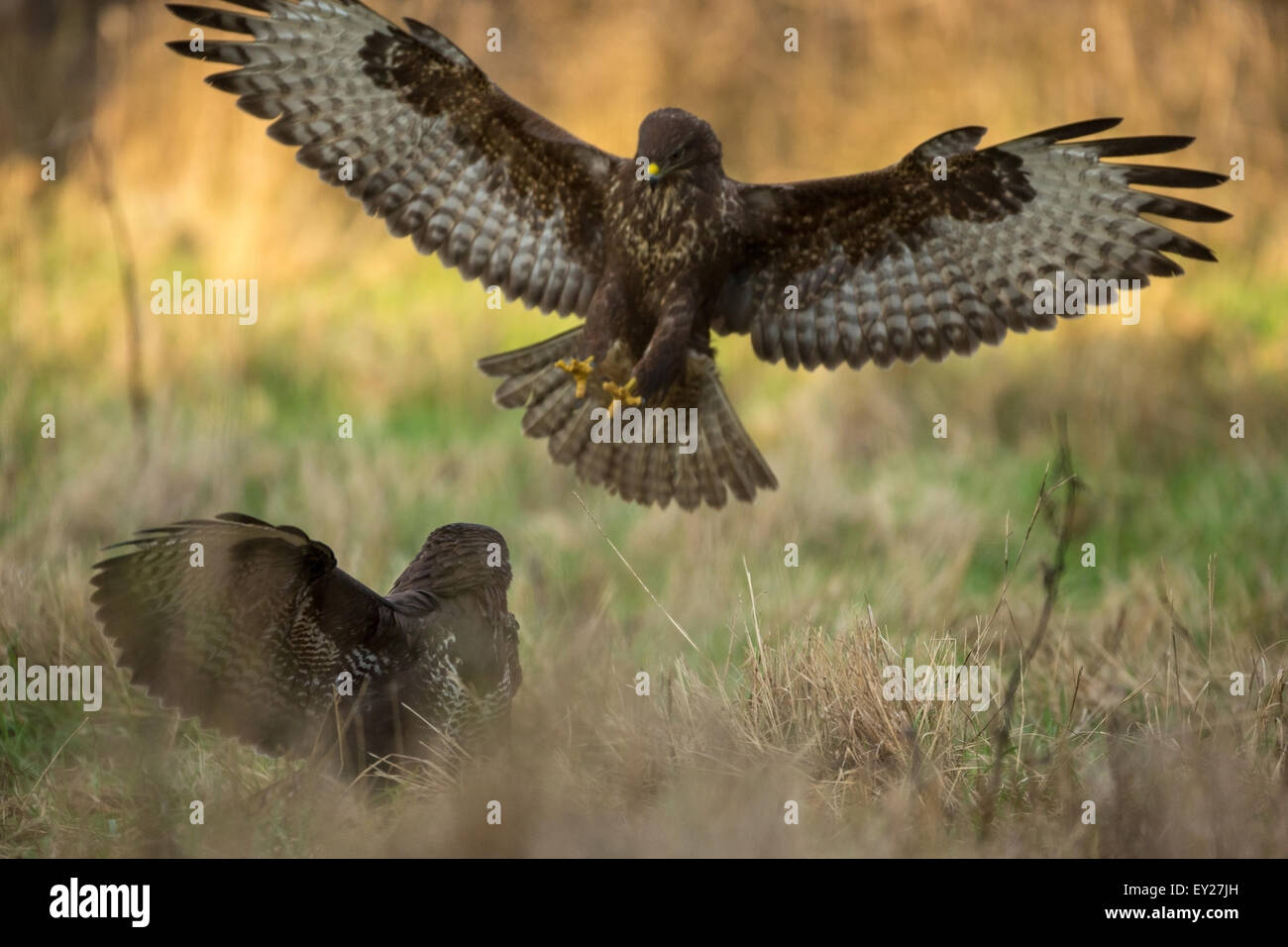 Common Buzzard attacking another buzzard Stock Photo - Alamy