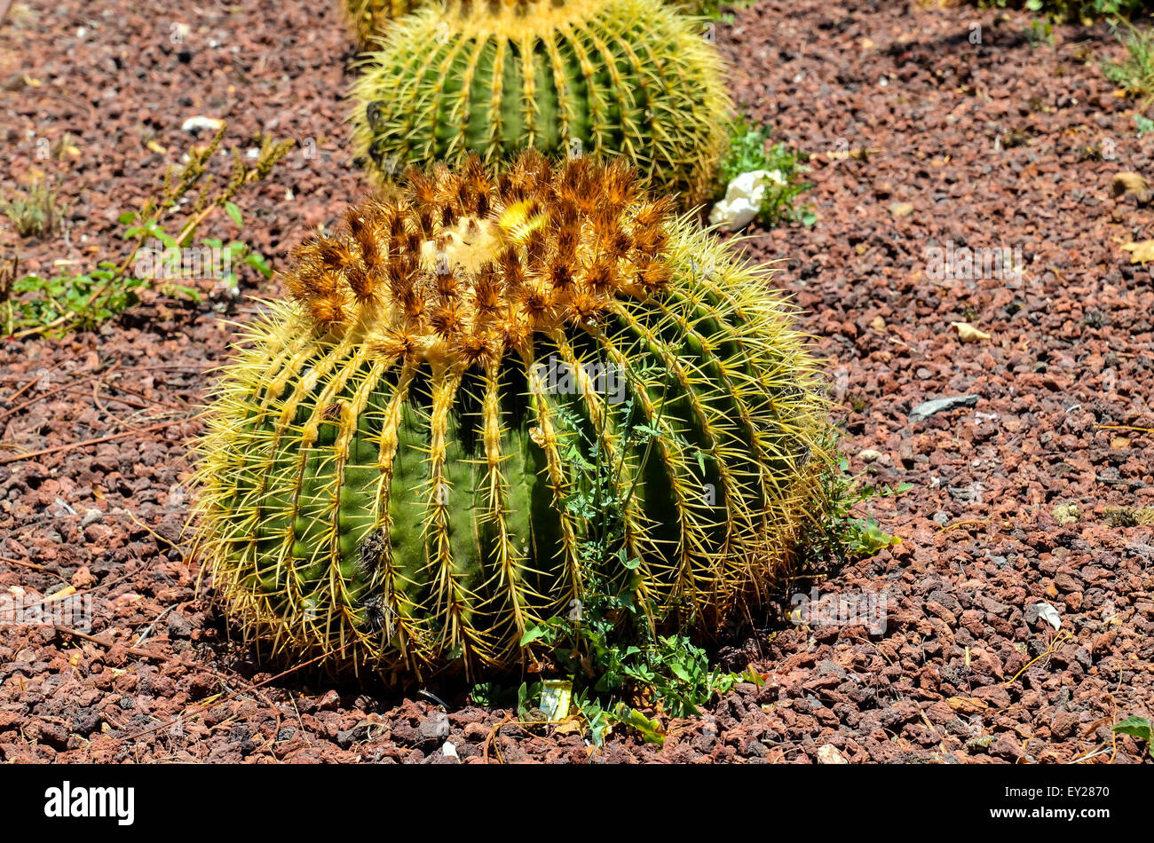 Green Agave Plant Cactus Stock Photo - Alamy