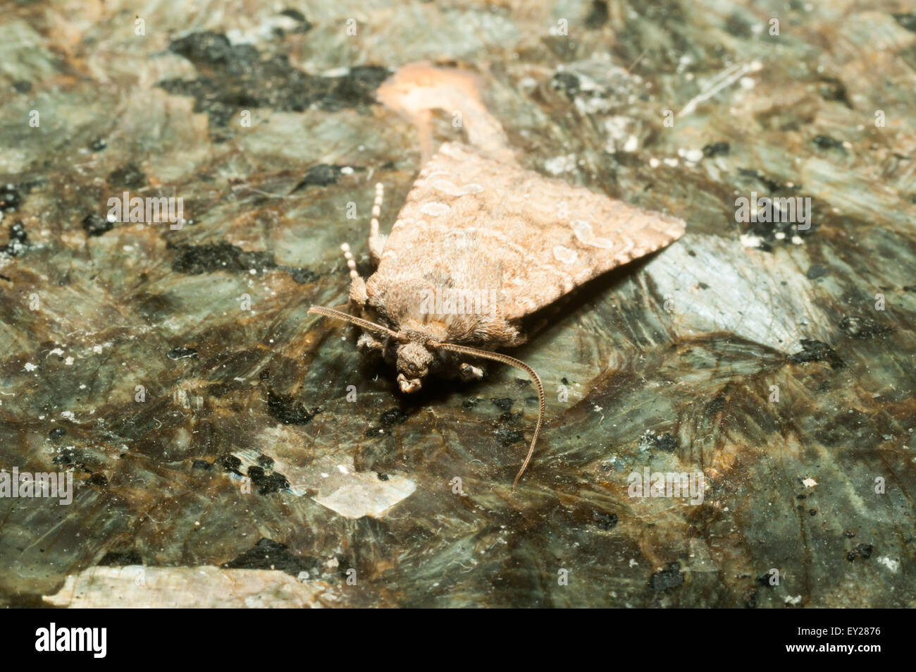 Night Insect Brown Moth Stock Photo - Alamy