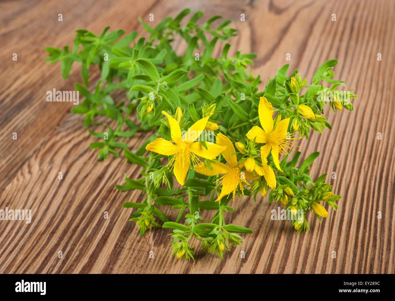 St. John's wort on wood background Stock Photo - Alamy