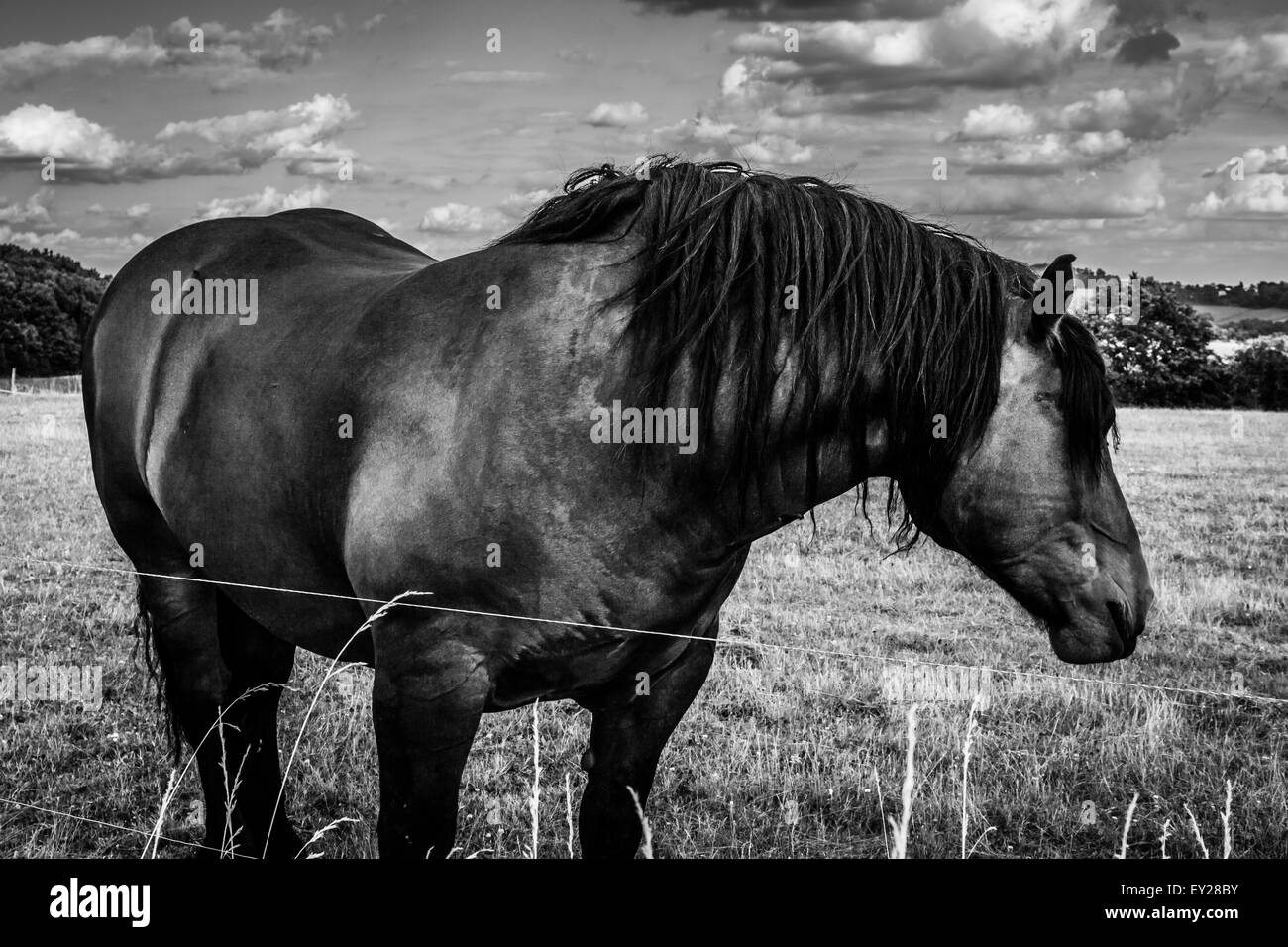 Wite horse Black and White Stock Photos & Images - Alamy