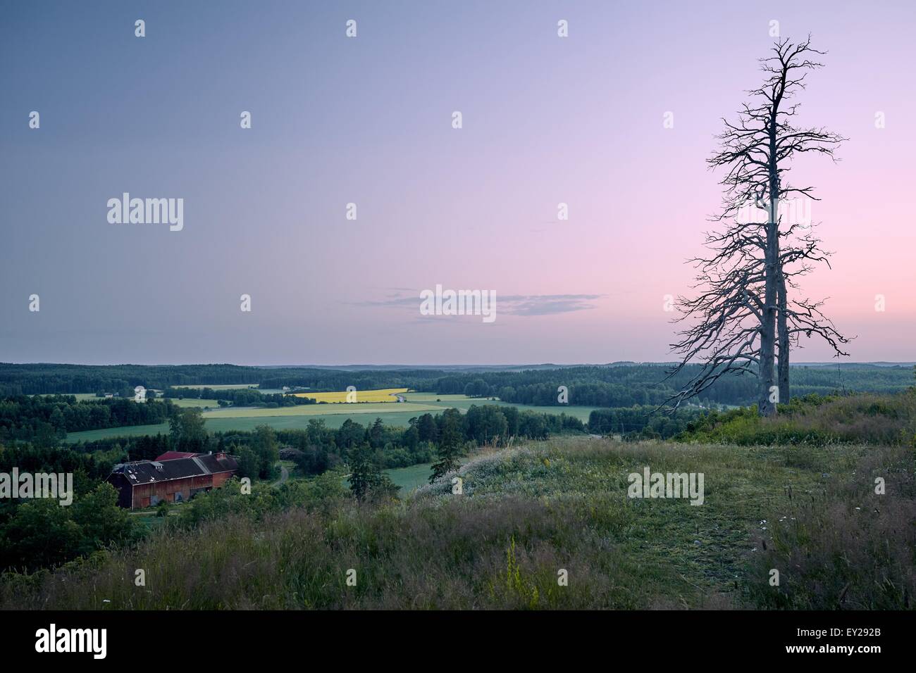 Two old trees standing alone on the hill. Beautiful landscape in calm ...