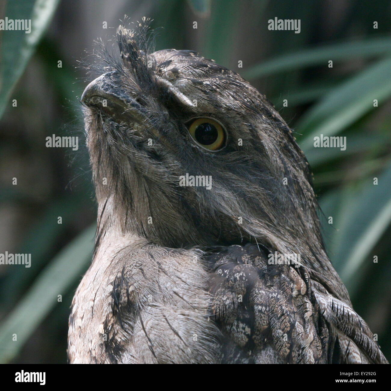 Australian Tawny Frogmouth (Podargus strigoides), eyes opened Stock ...