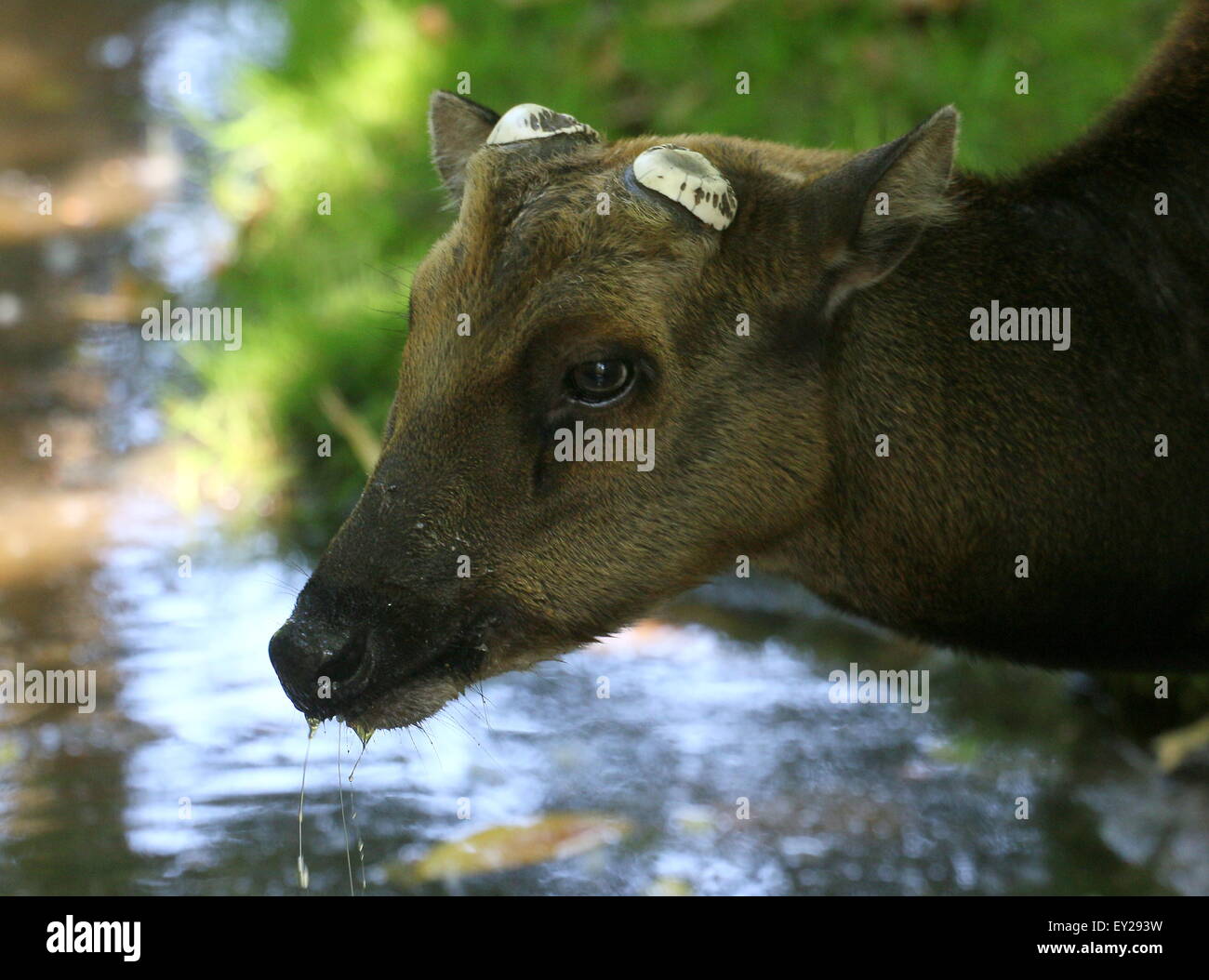 Visayan spotted deer rusa alfredi hi-res stock photography and images ...