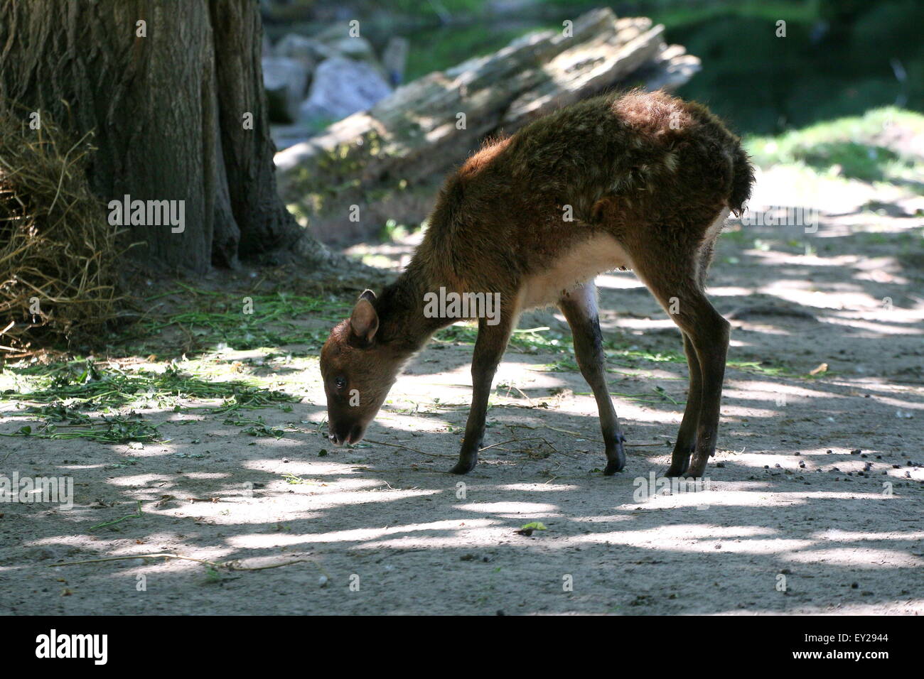 Prinz alfred hirsch hi-res stock photography and images - Alamy