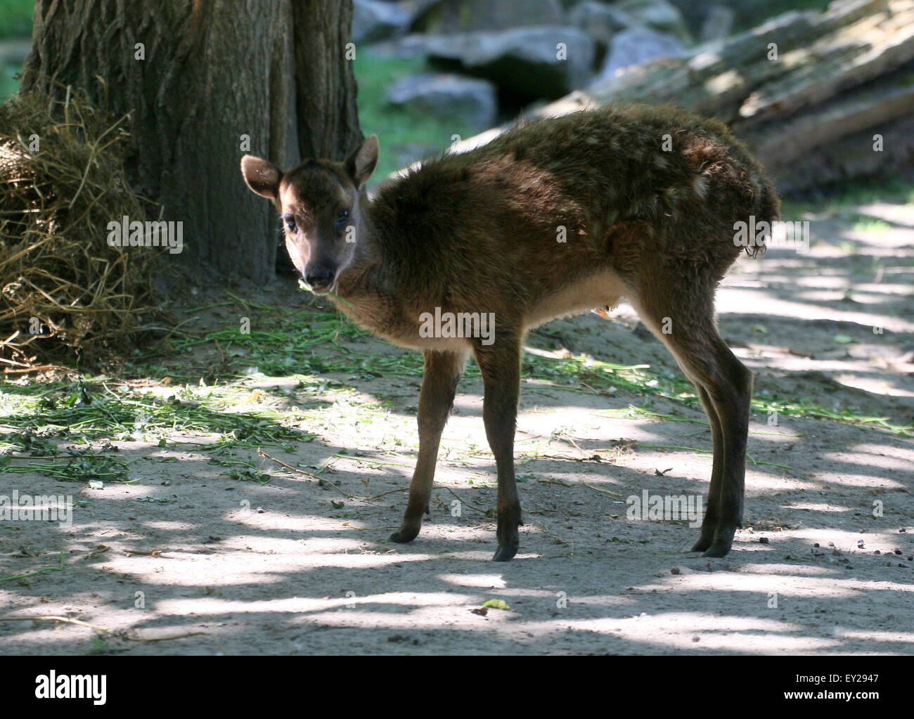 Juvenile Visayan or Philippine spotted deer (Cervus alfredi, Rusa ...