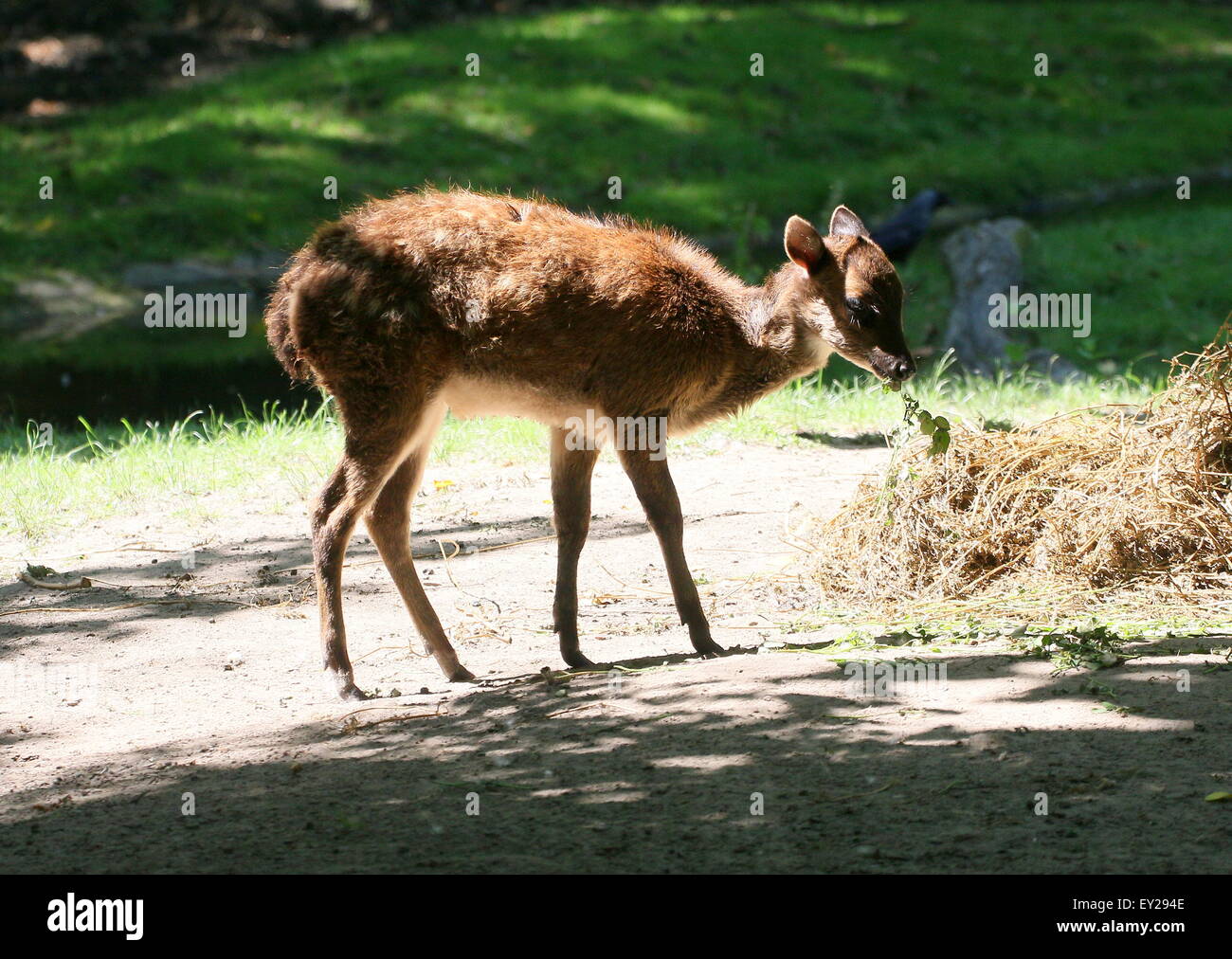 Juvenile Visayan or Philippine spotted deer (Cervus alfredi, Rusa ...
