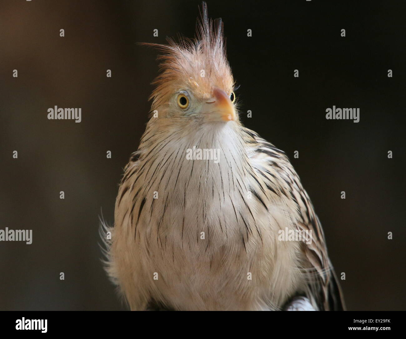 South American Guira cuckoo (Guira guira Stock Photo - Alamy