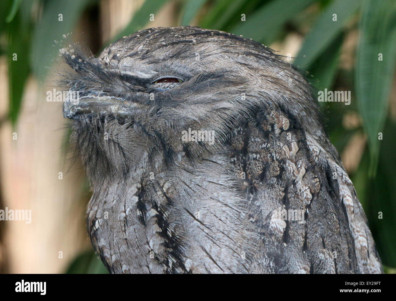 Australian Tawny Frogmouth (Podargus strigoides), eyes closed Stock ...