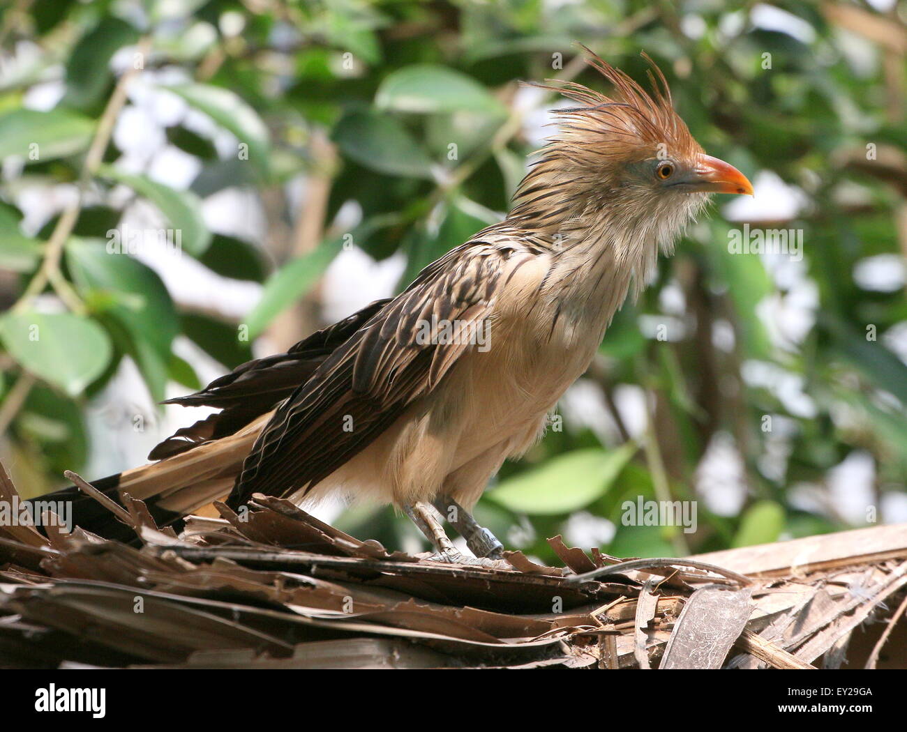 South American Guira cuckoo (Guira guira) posing on a roof, seen in ...