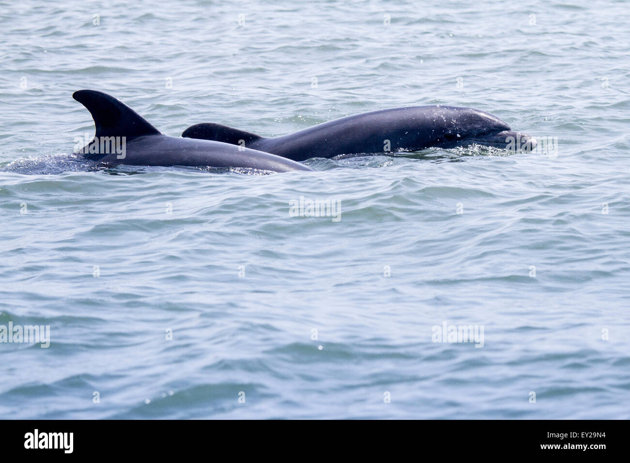 Dolphins in Setúbal, Lisbon, Portugal Stock Photo - Alamy