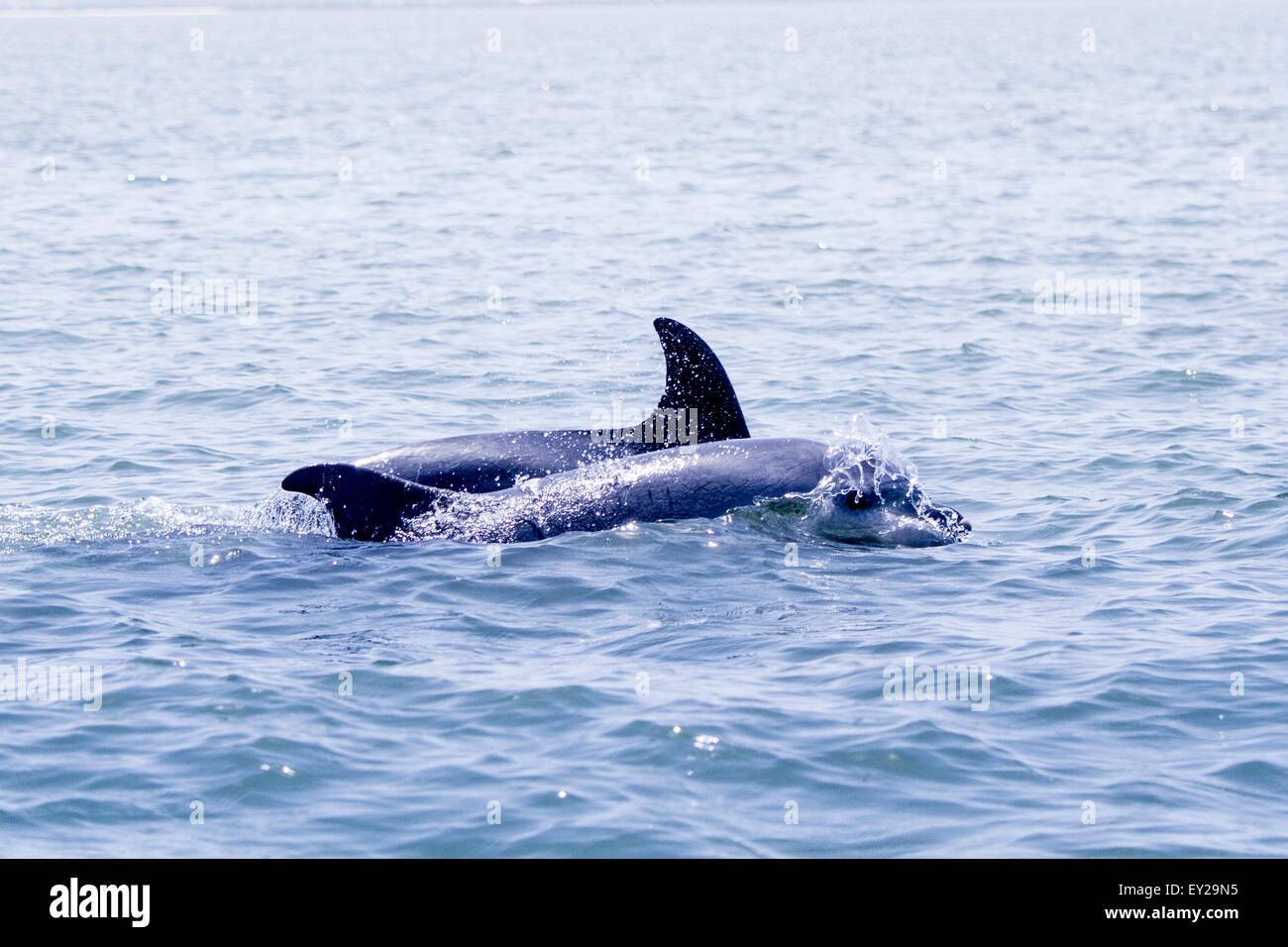 Dolphins in Setúbal, Lisbon, Portugal Stock Photo - Alamy