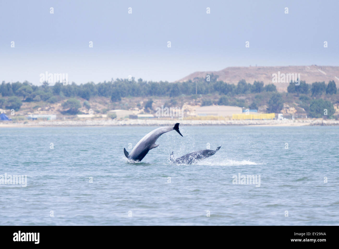 Dolphins in Setúbal, Lisbon, Portugal Stock Photo - Alamy