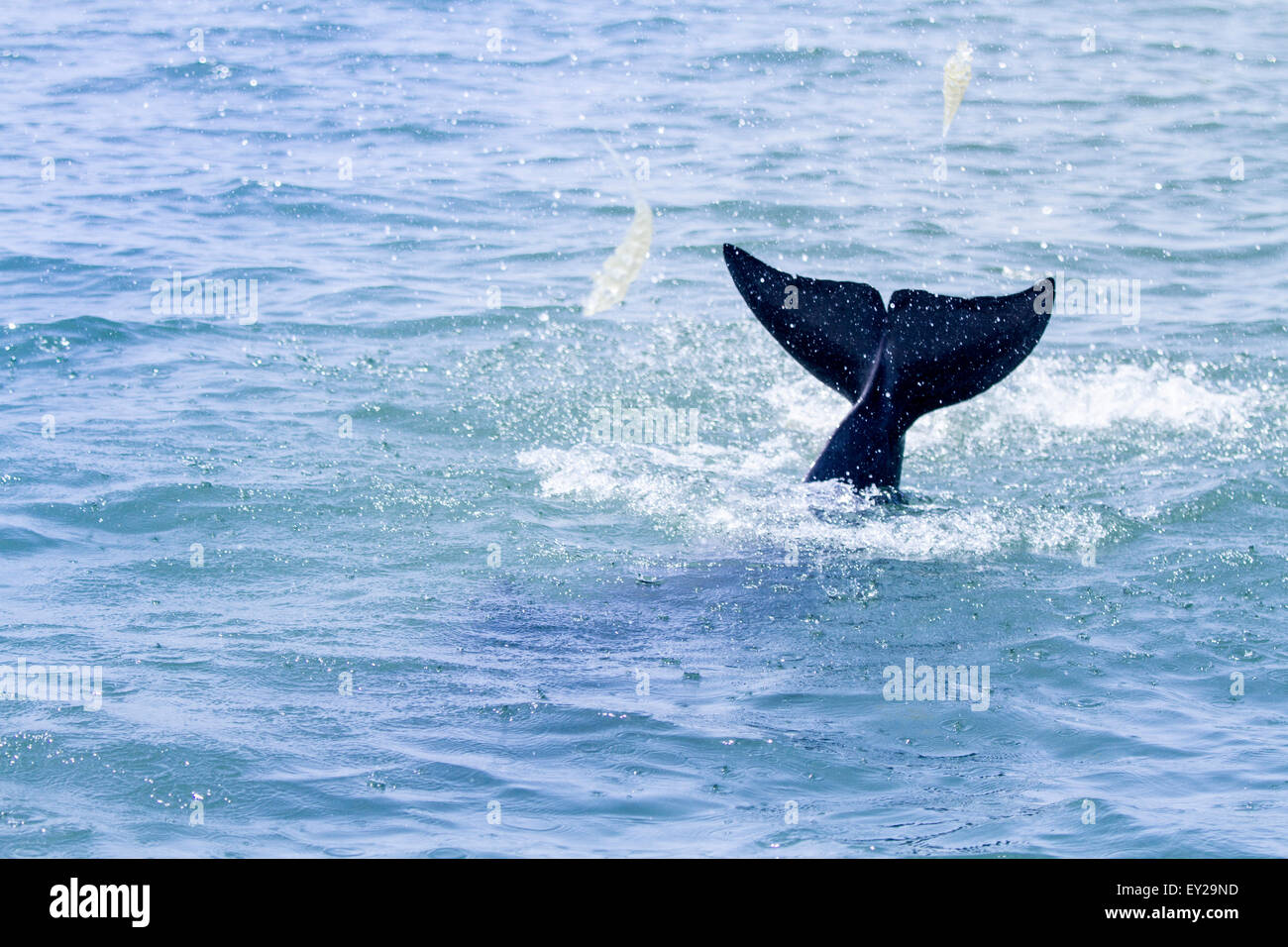 Dolphins in Setúbal, Lisbon, Portugal Stock Photo - Alamy