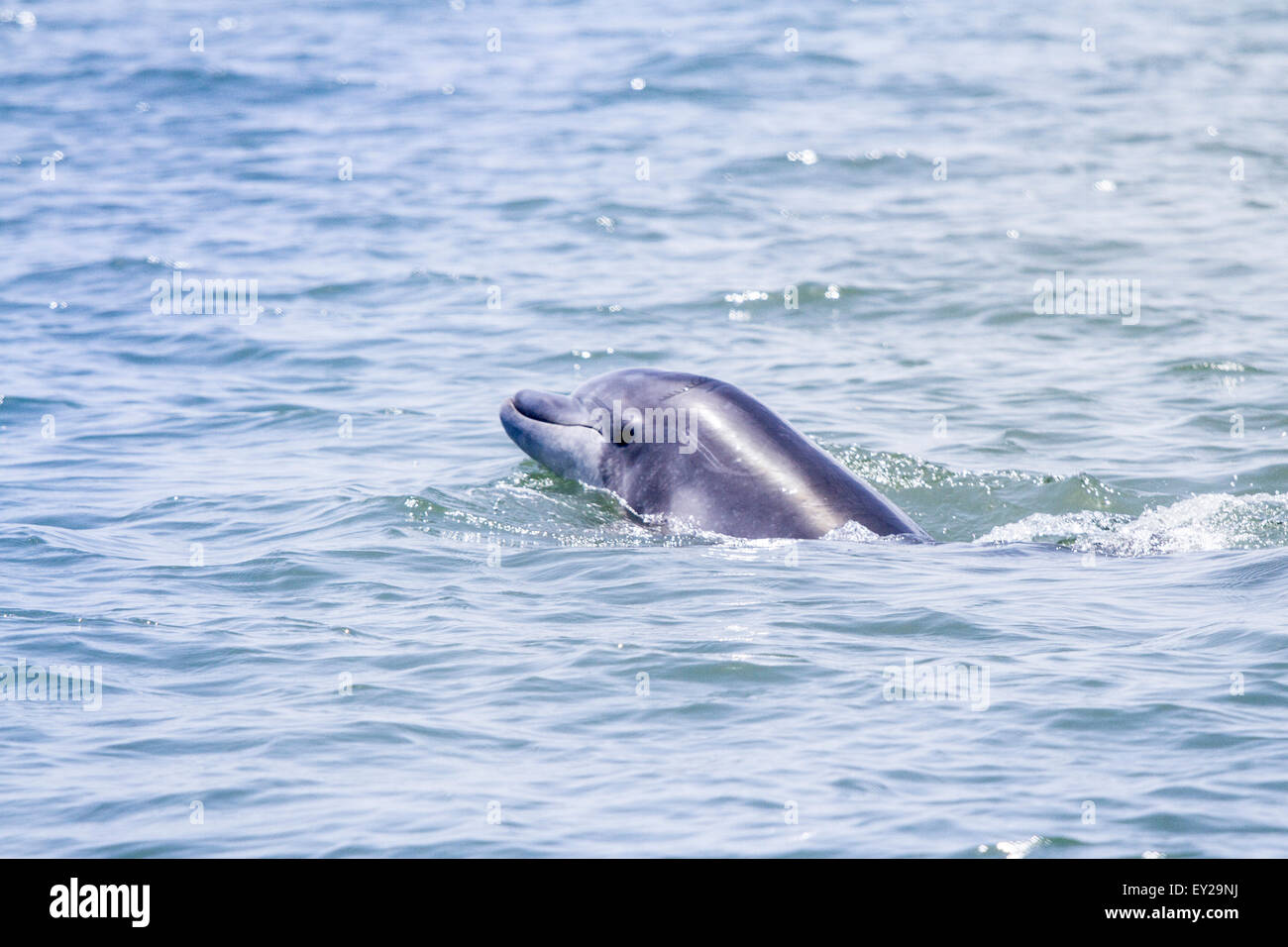 Dolphins in Setúbal, Lisbon, Portugal Stock Photo - Alamy
