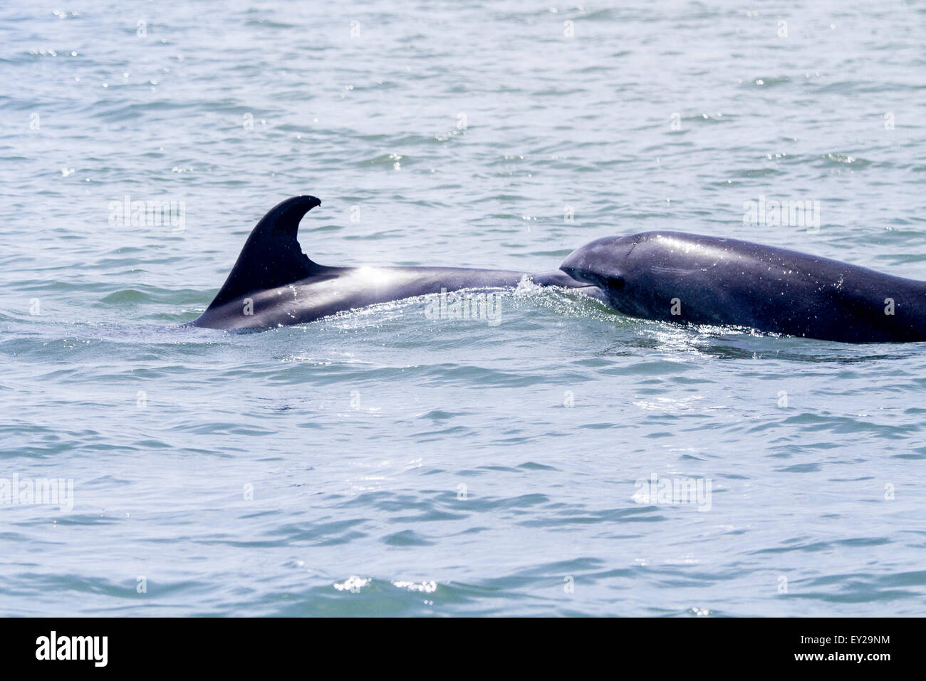 Dolphins in Setúbal, Lisbon, Portugal Stock Photo - Alamy