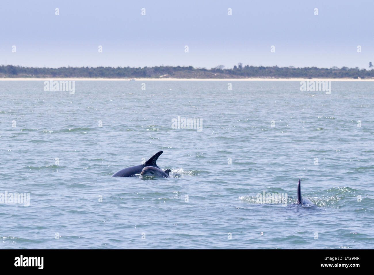 Dolphins in Setúbal, Lisbon, Portugal Stock Photo - Alamy