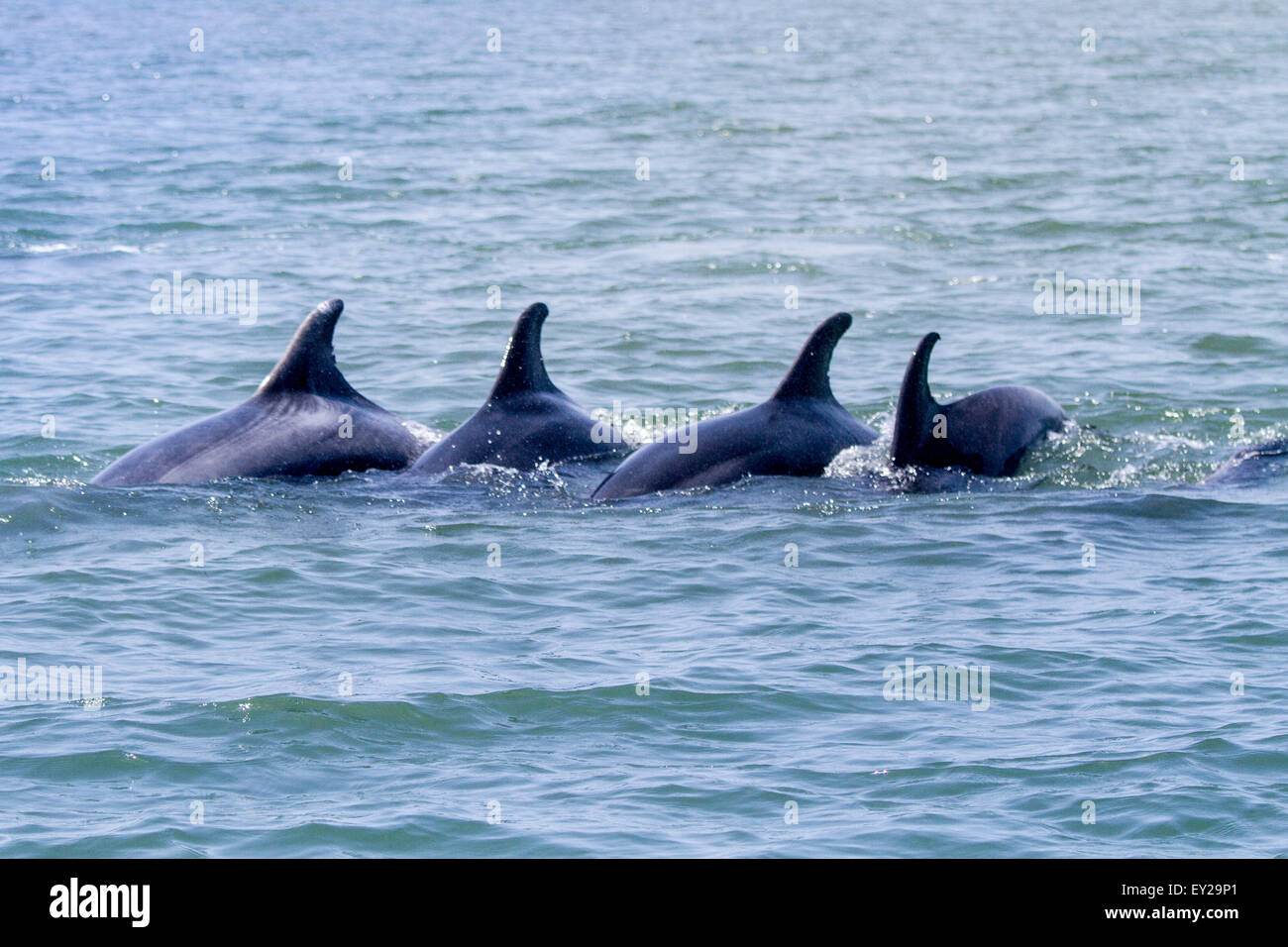 Dolphins in Setúbal, Lisbon, Portugal Stock Photo - Alamy