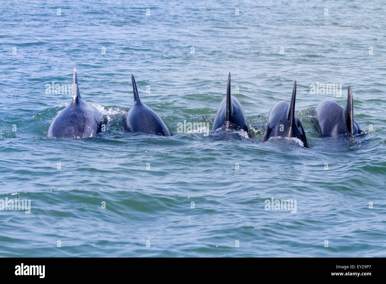 Dolphins in Setúbal, Lisbon, Portugal Stock Photo - Alamy