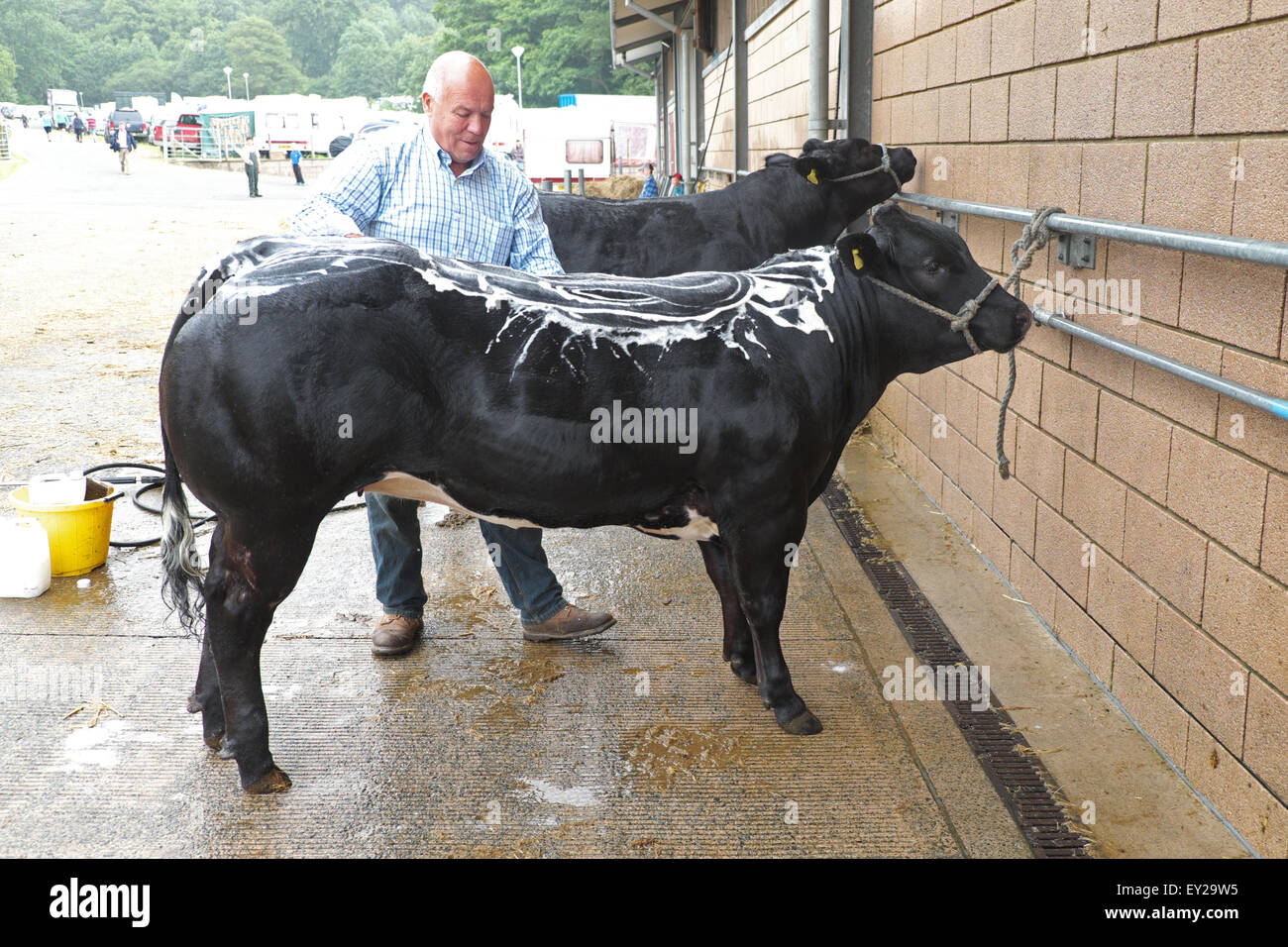 Belgian blue cattle hi-res stock photography and images - Alamy