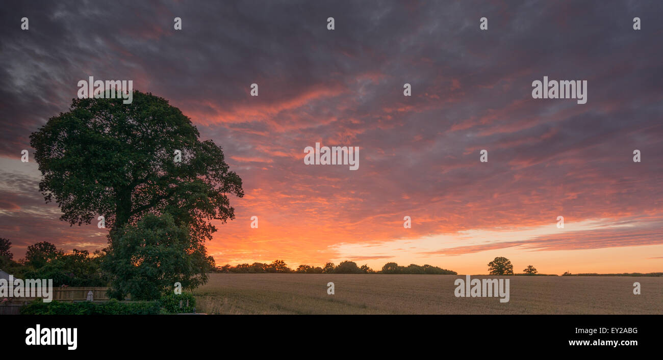 Sunset oak tree hi-res stock photography and images - Alamy