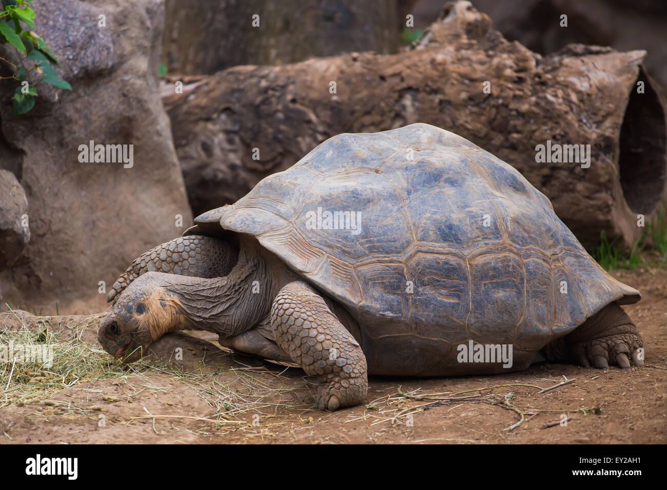 Mauritius giant tortoise beach hi-res stock photography and images - Alamy