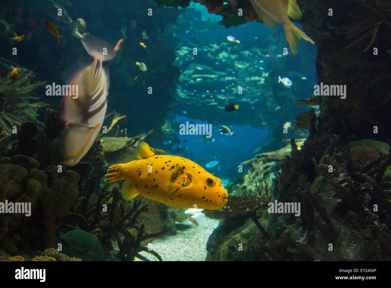 Oceanario aquarium hi-res stock photography and images - Alamy