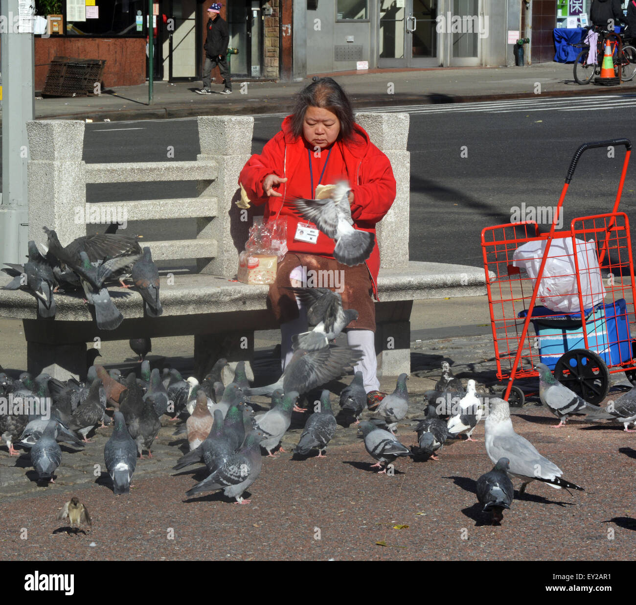 Pigeons bread hi-res stock photography and images - Alamy