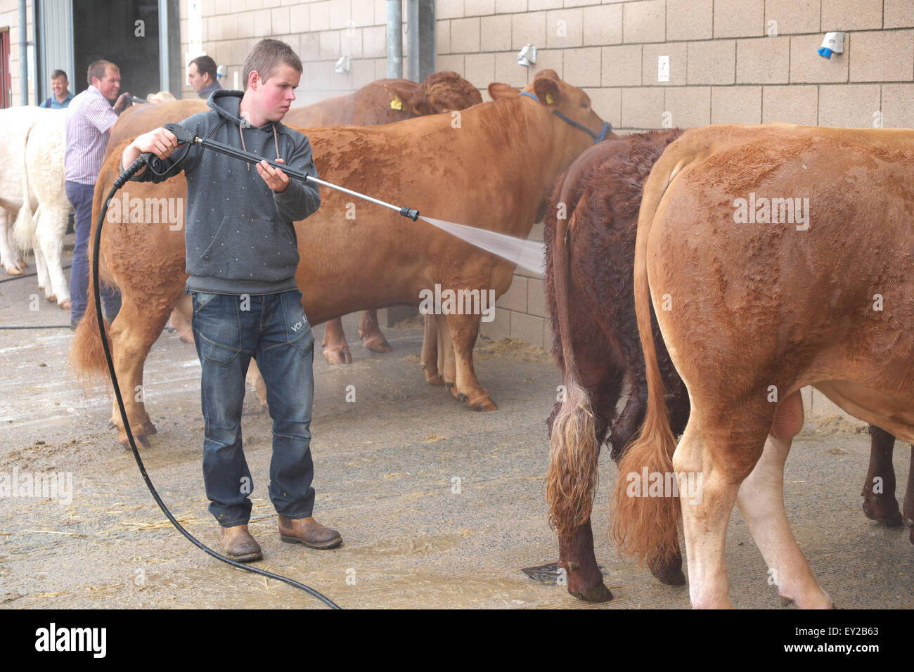 Cattle livestock washing wales hi-res stock photography and images - Alamy