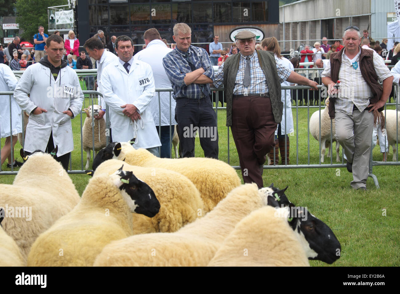 Beulah speckled faced sheep hi-res stock photography and images - Alamy