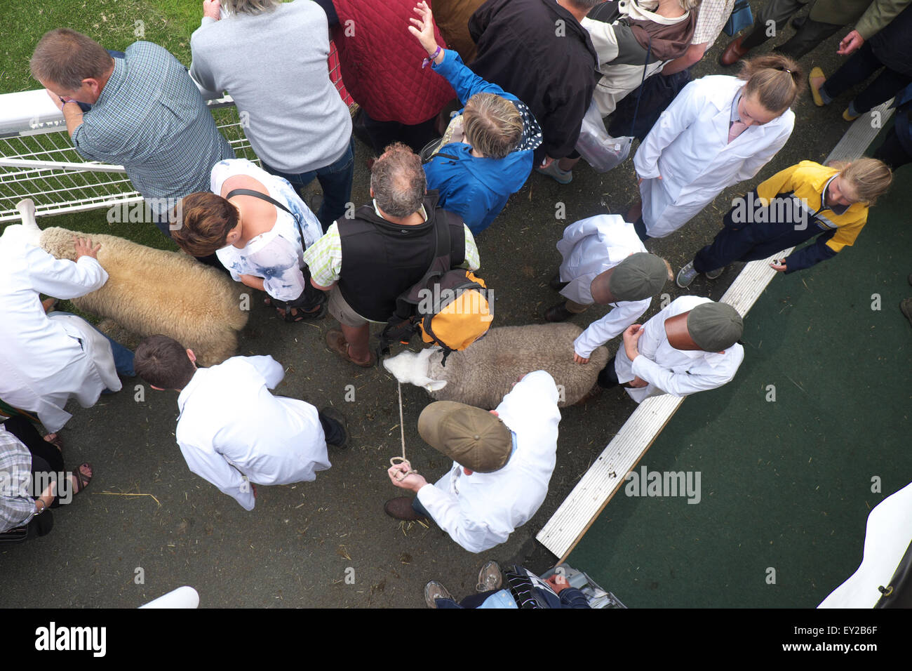 Royal Welsh Show, Powys, Wales, UK July 2015. Photo shows sheep being ...