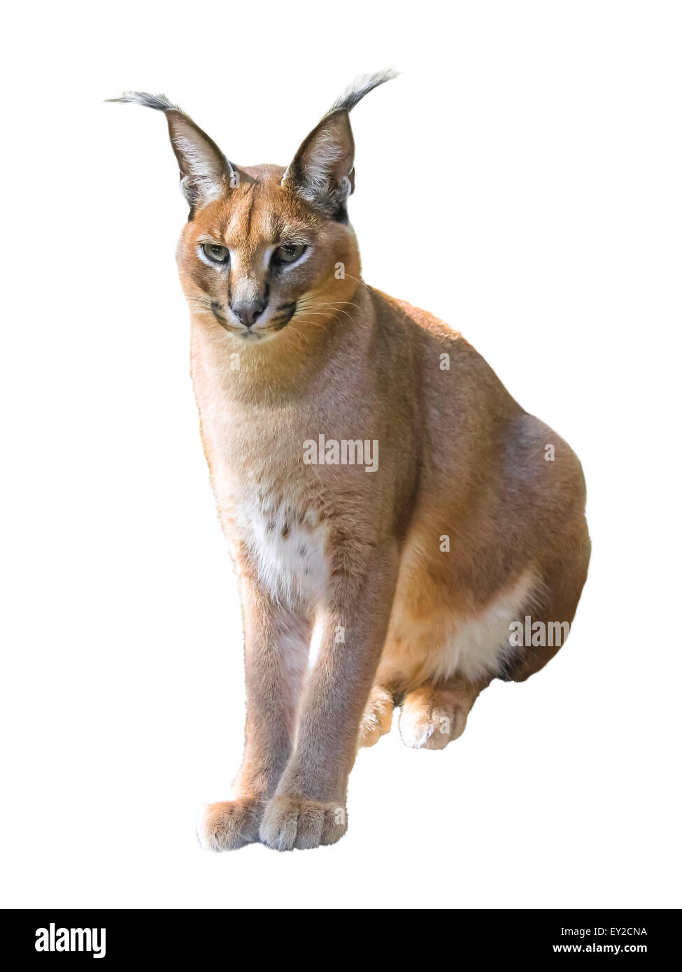 Caracal standing hi-res stock photography and images - Alamy