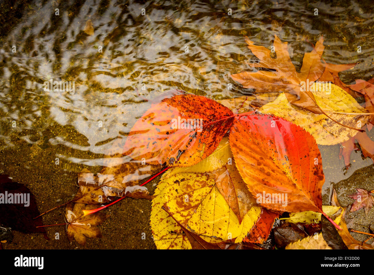 Colored autumn leaves in the puddle in warm tones Stock Photo - Alamy