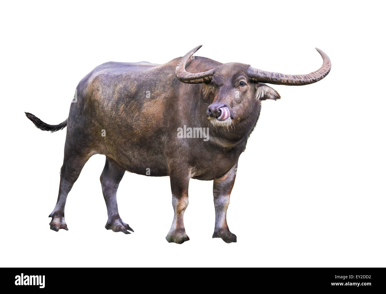 Asian water buffalo hi-res stock photography and images - Alamy