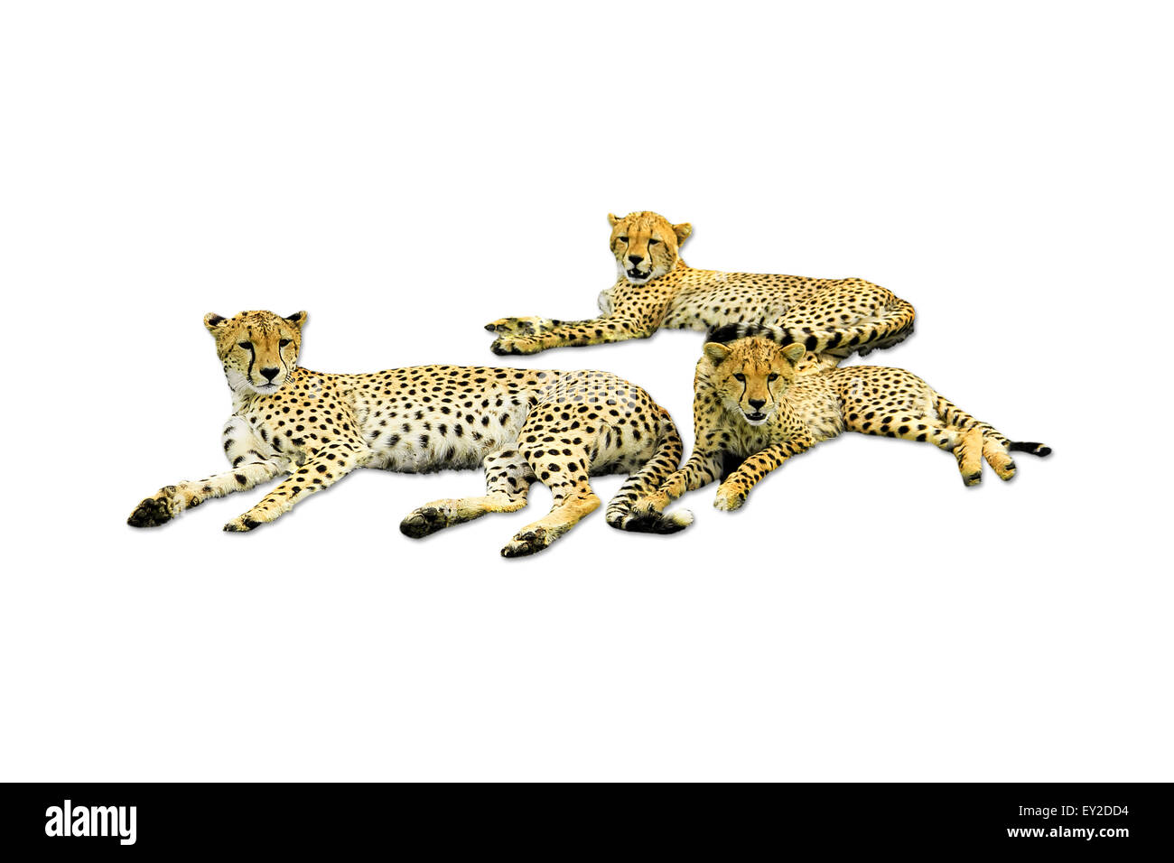 Cheetah side view Cut Out Stock Images & Pictures - Alamy