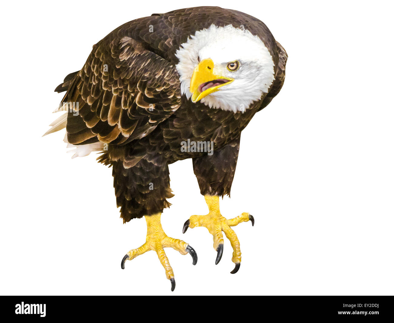 Patriotism bald eagle hi-res stock photography and images - Alamy