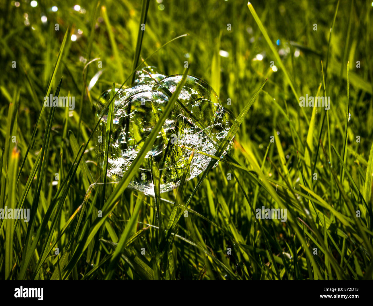 Bubbles on grass in garden Stock Photo - Alamy