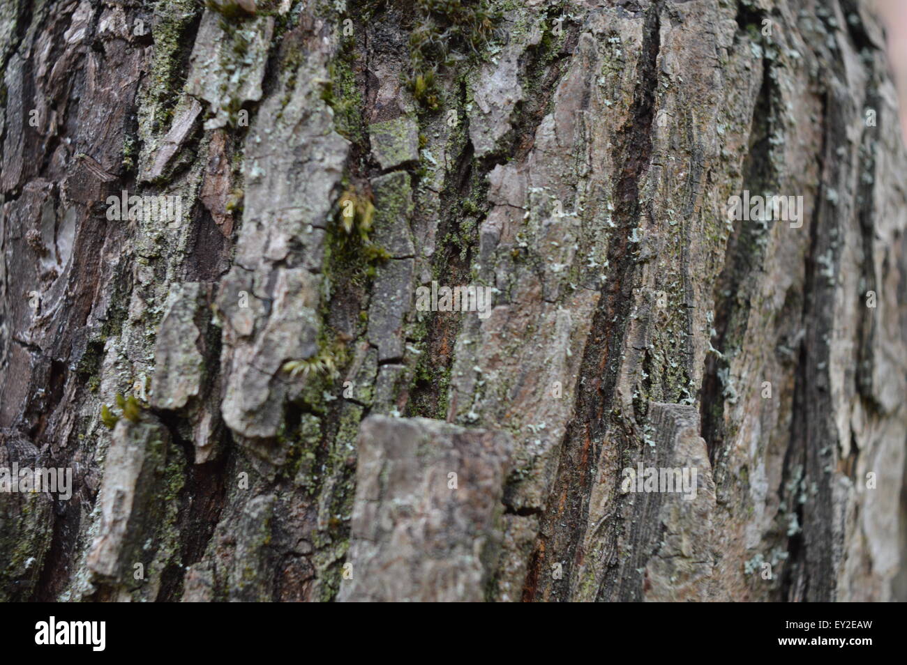 Pear tree bark horizontal Stock Photo - Alamy