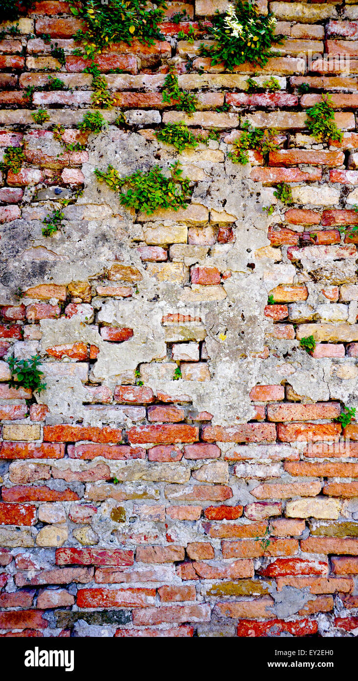 decay brick wall and plant in Burano, Venice, Italy Stock Photo - Alamy