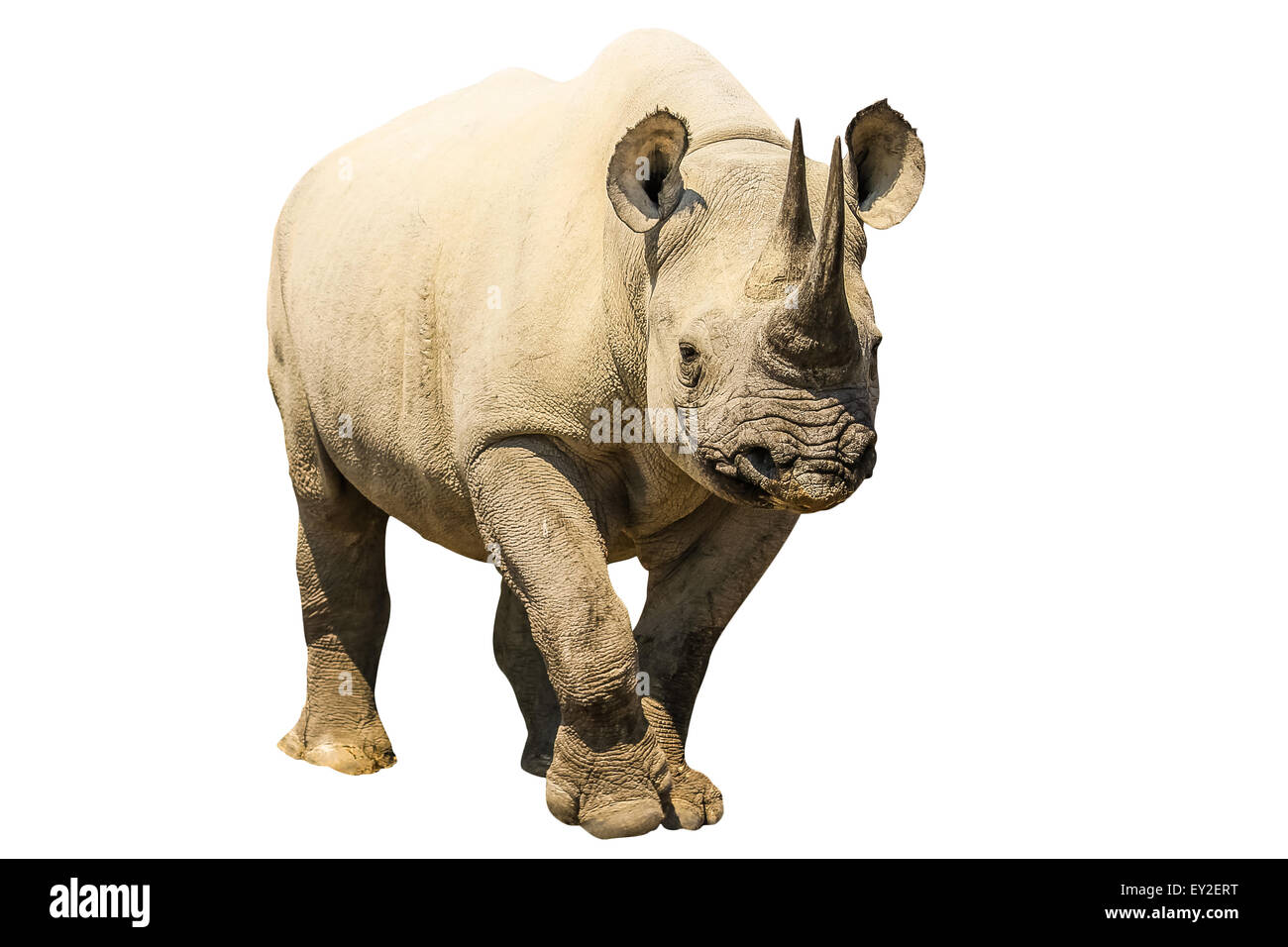 White Rhino Extinction High Resolution Stock Photography and Images - Alamy