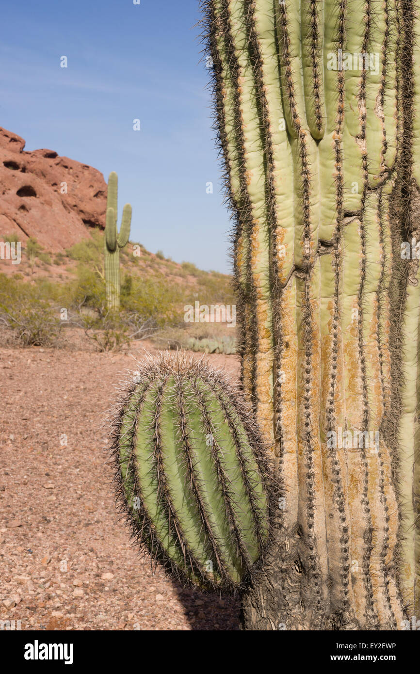 Arizona Desert Landscape Red Rocks Cactus Arid Landscape Stock Photo ...