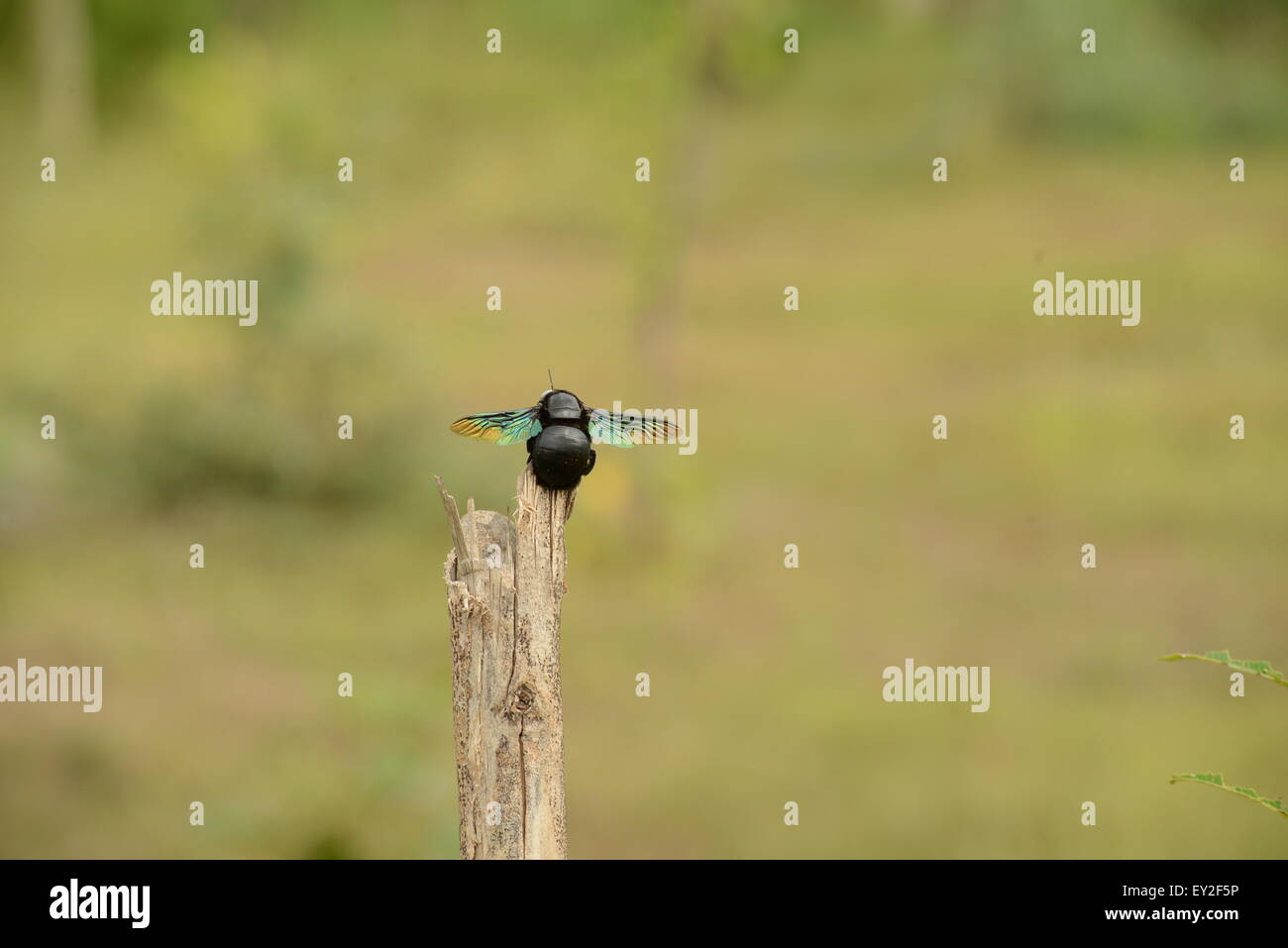 Bumble Bee. This beautiful iridescent insect was photographed at the ...