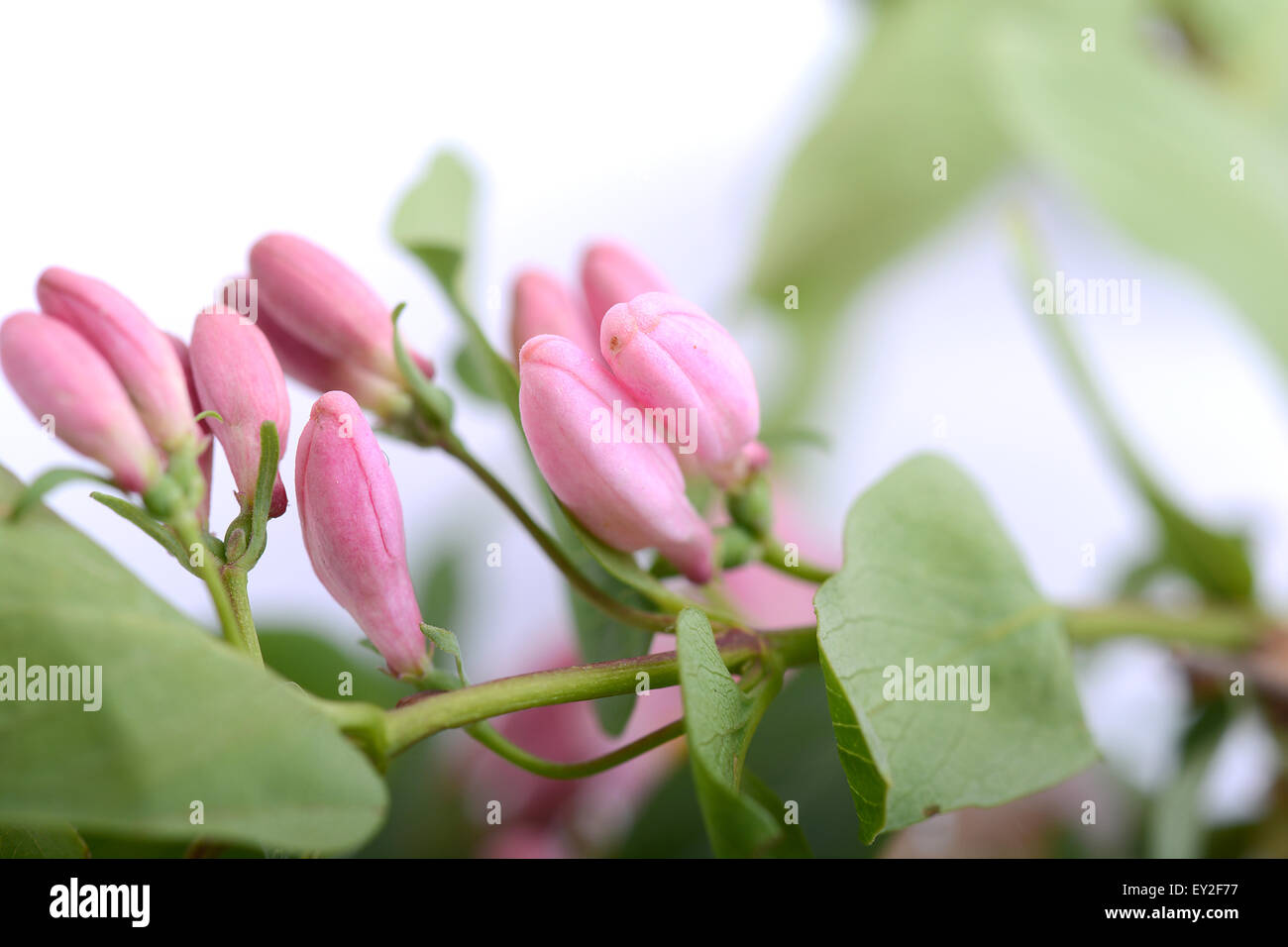 Summer and spring foliage and leaves hi-res stock photography and ...