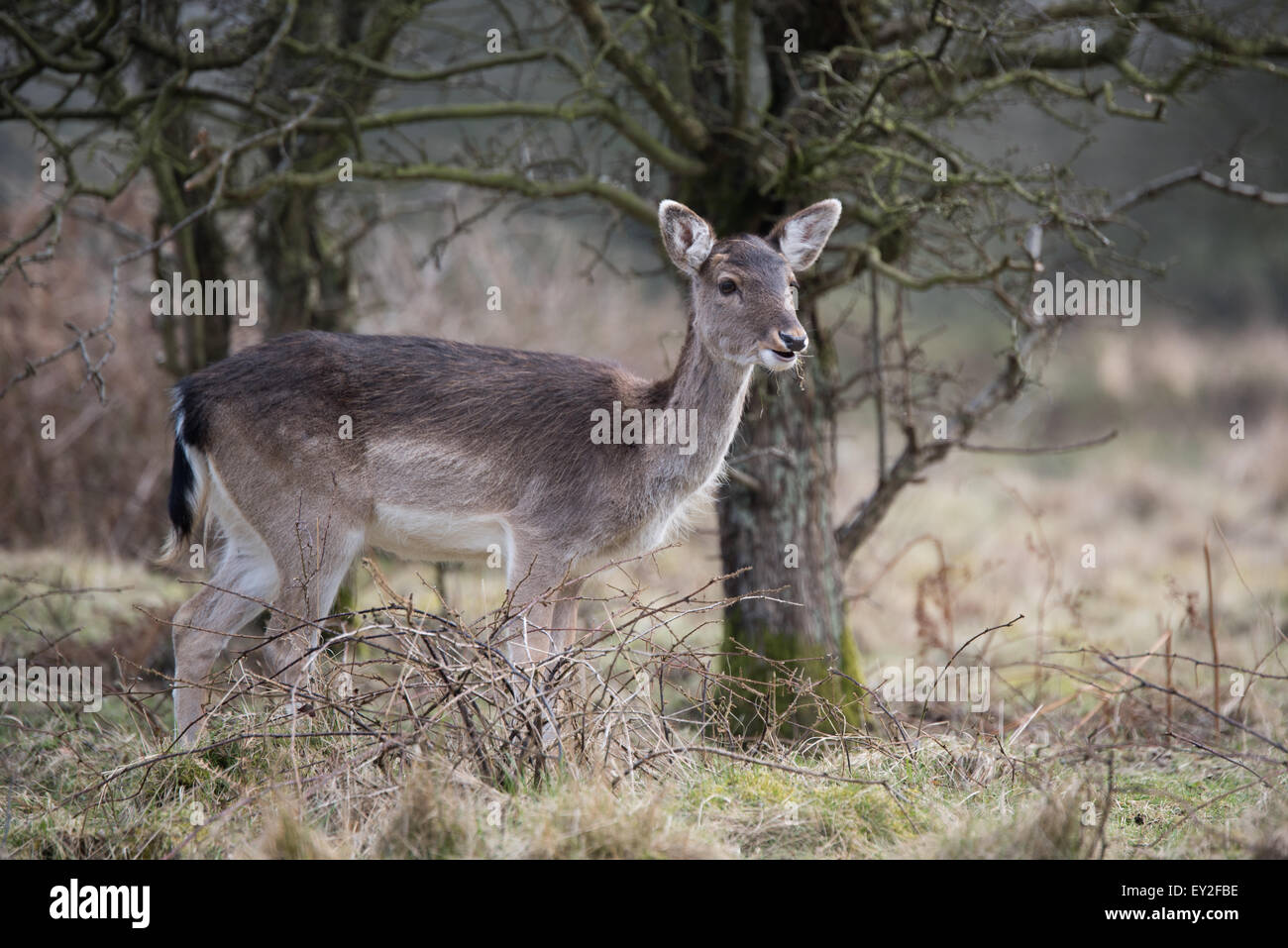 Deer in Woodland with trees cannock chase uk July 2015July 12th 2015 ...