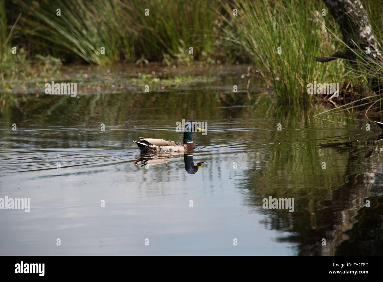 Mallard duck chase hi-res stock photography and images - Alamy