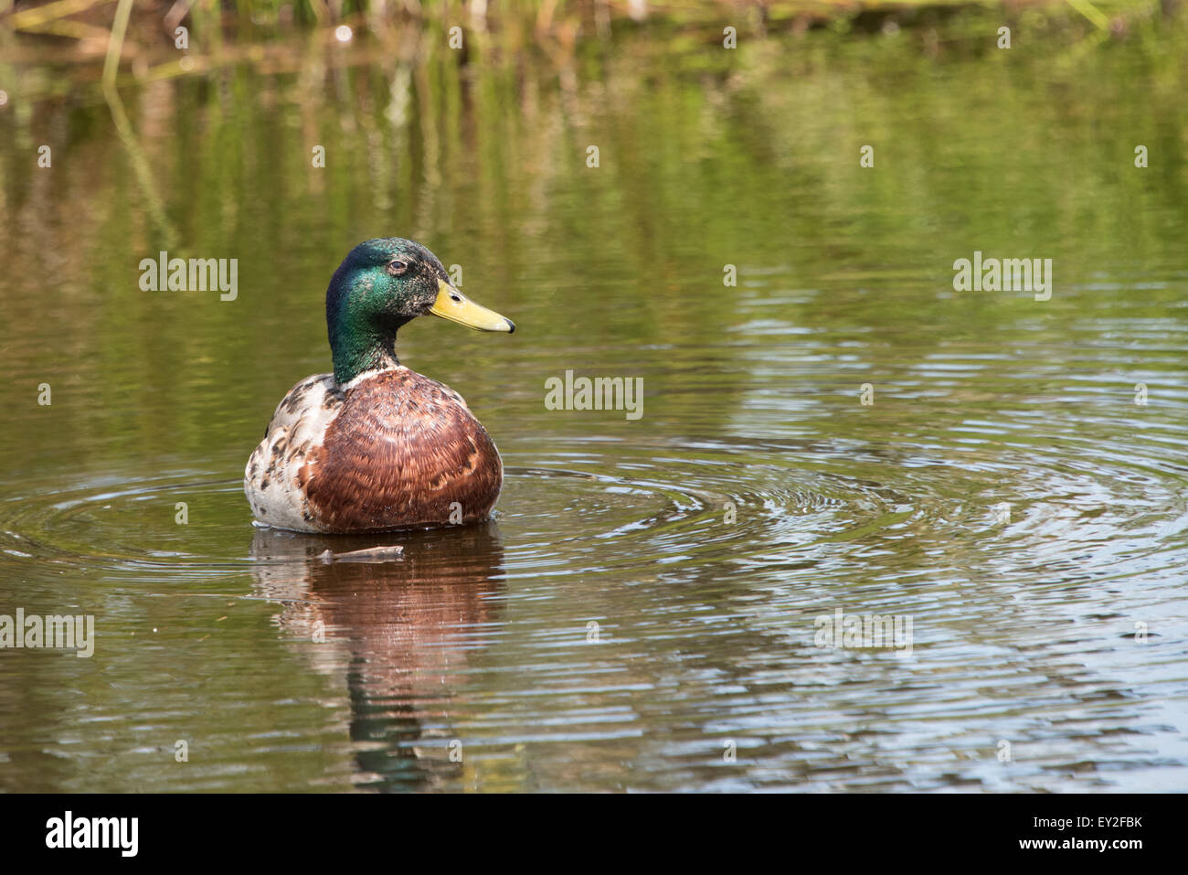 Cannock chase wildlife hi-res stock photography and images - Alamy