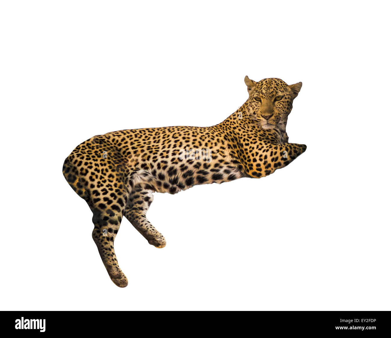 Leopard Cut Out Stock Images & Pictures - Alamy