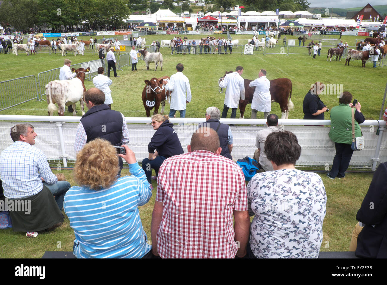 Cattle judging hi-res stock photography and images - Alamy