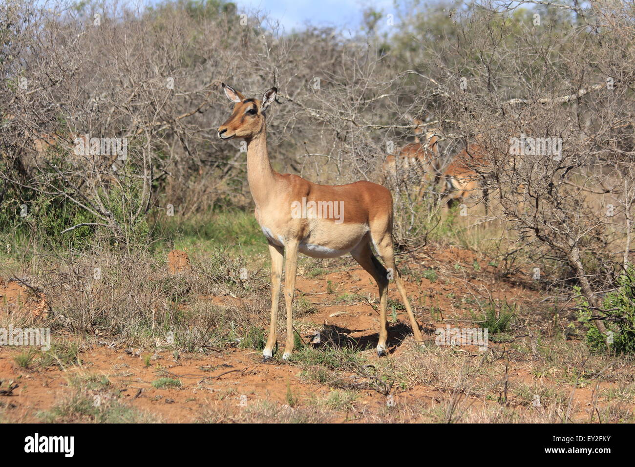 Springbok in South africa watching Stock Photo, Royalty Free Image ...